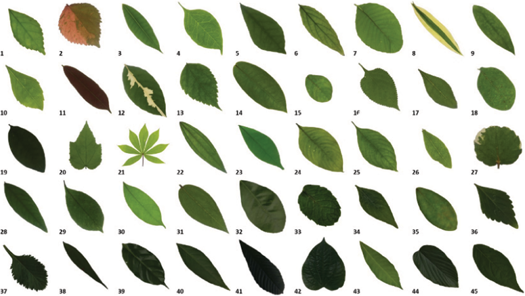 SVM and KNN Based CNN Architectures for Plant Classification