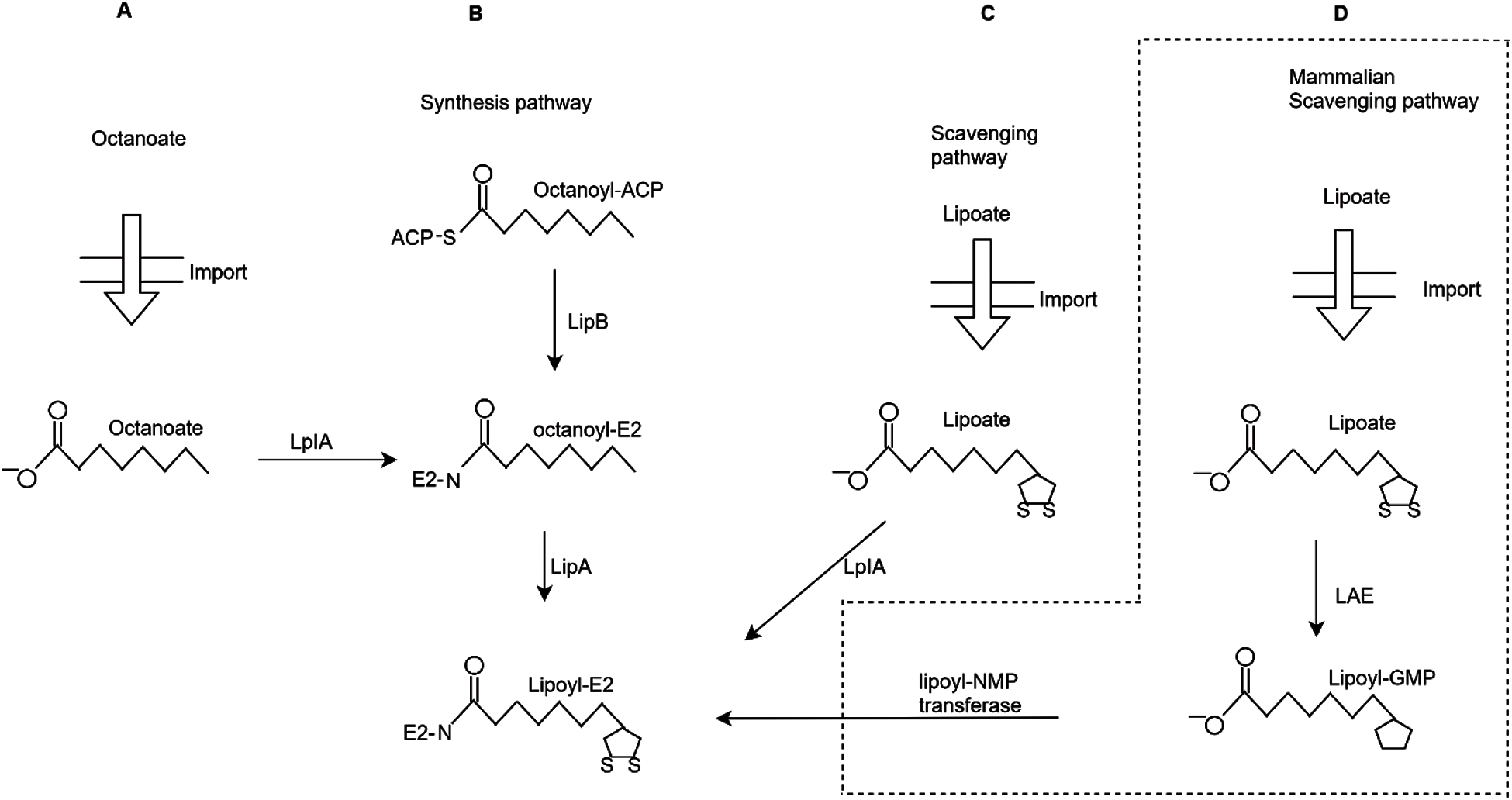 ILipo-PseAAC: Identification of Lipoylation Sites Using Statistical ...